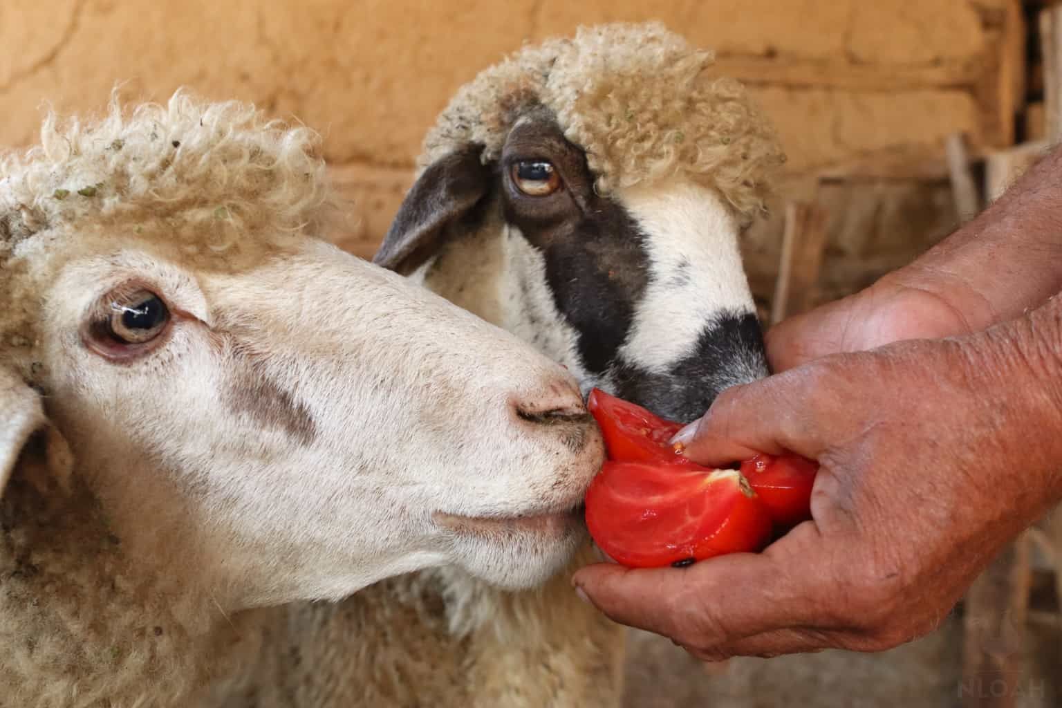 What do sheep eat? – Sheepskins Blog