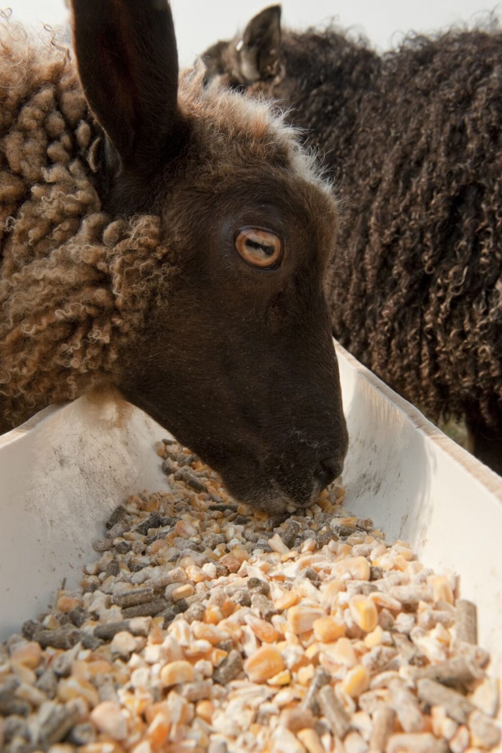 What do sheep eat? – Sheepskins Blog